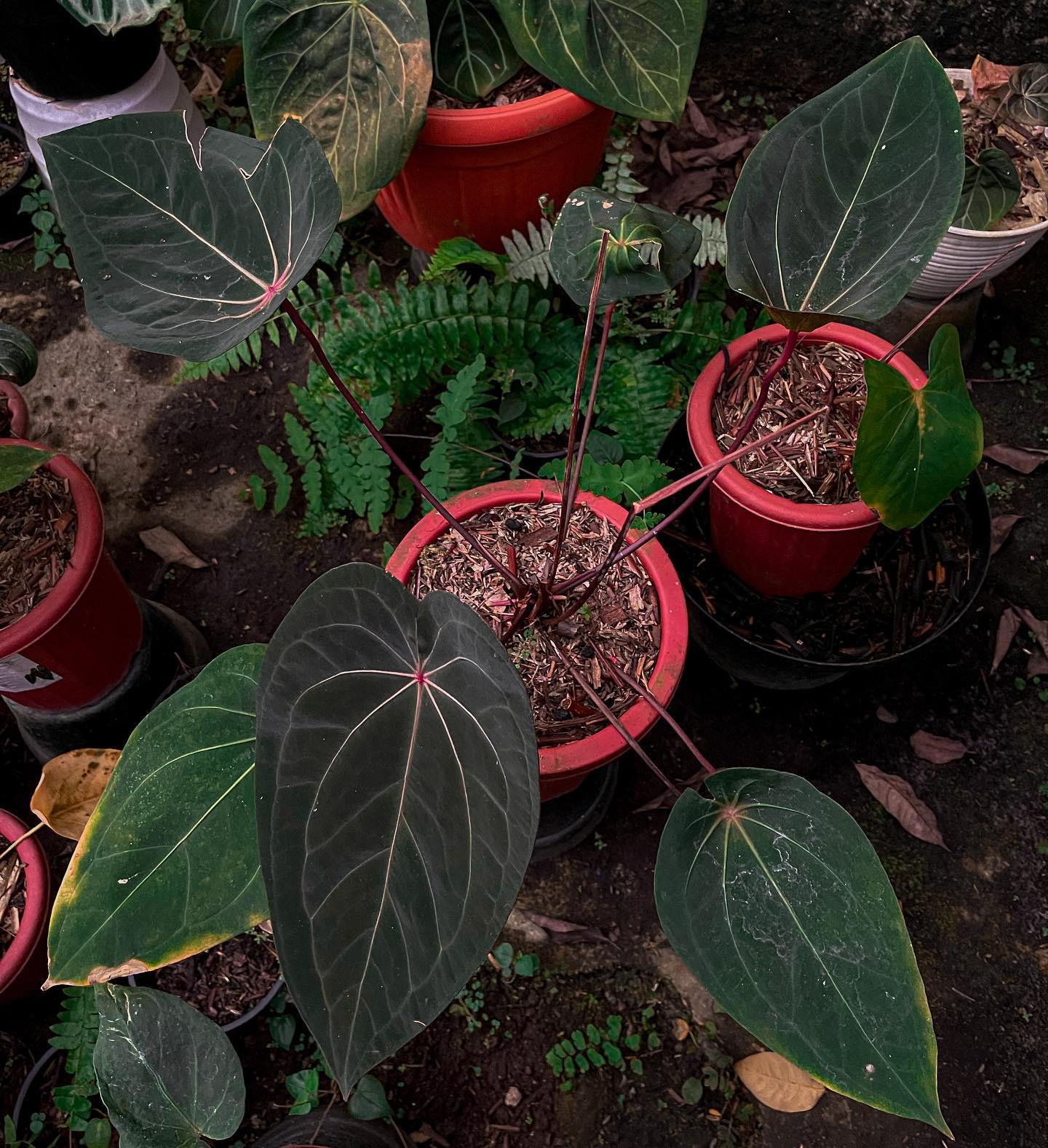 Anthurium Red Spider | PLNT